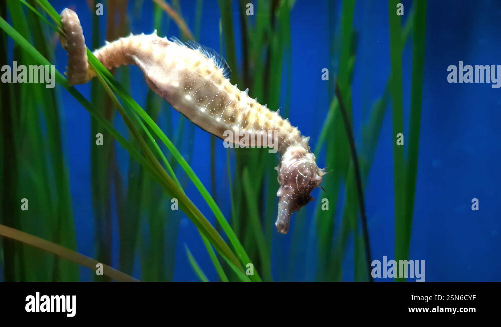 Dwarf seahorse hanging from seagrass at the bottom of the aquarium ...
