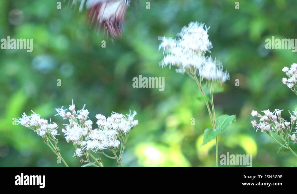 Parantica sita, Chestnut tiger butterfly feeds on flower nectar and ...