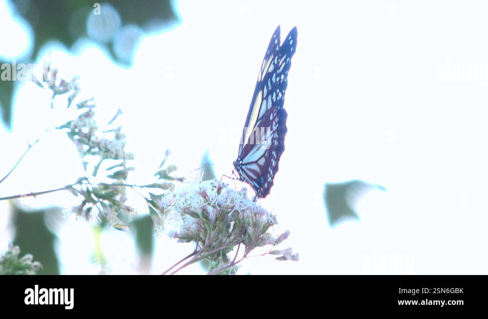 Parantica sita, Chestnut tiger butterfly feeds on flower nectar and ...