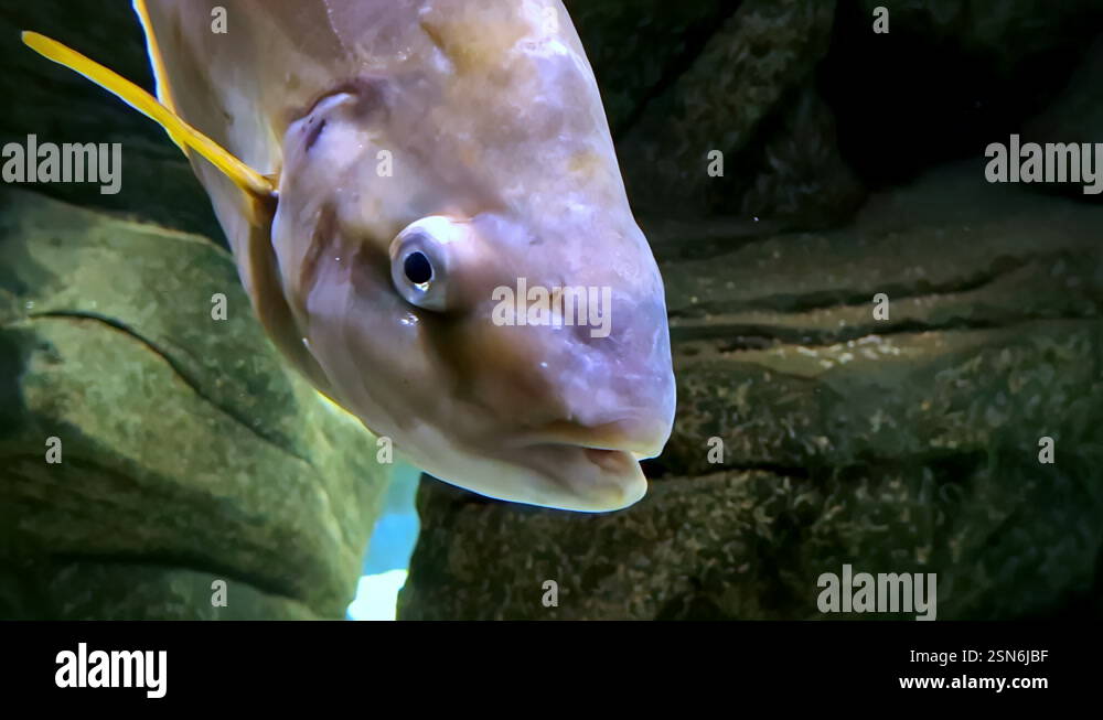 Attica park Stock Videos & Footage - HD and 4K Video Clips - Alamy