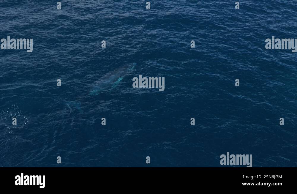 Baby humpback whale breaching with water spout into the air as it comes ...