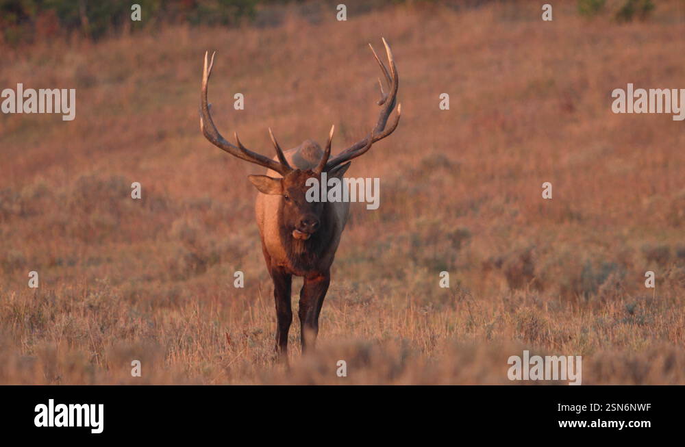 Bull Elk walking towards the camera in slow motion at dawn Stock Video ...
