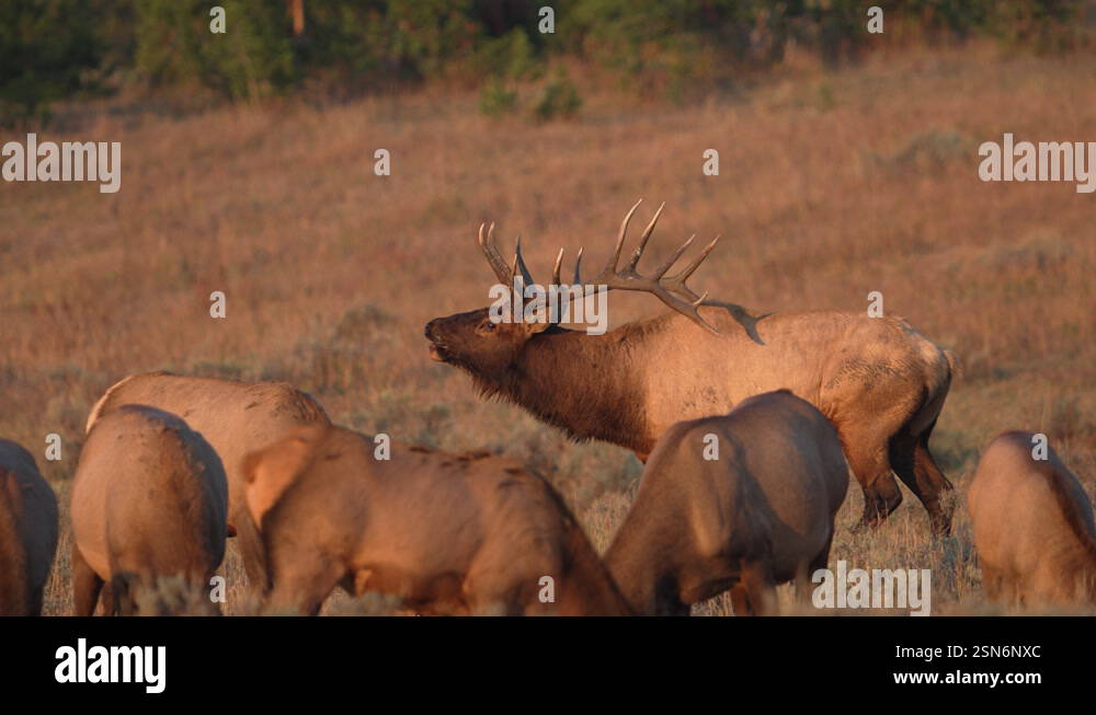 Bull Elk protecting his harem of cows during the rutting season Stock ...
