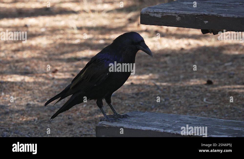 Raven walking on a park bench looking for food Stock Video Footage - Alamy