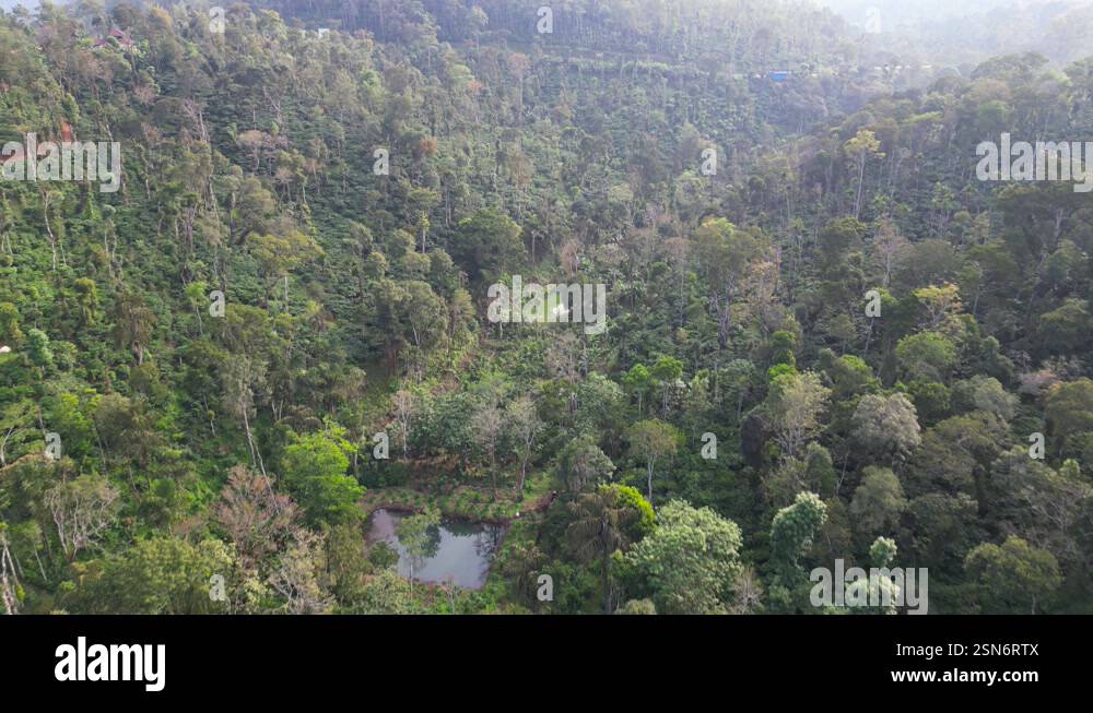 Coorg coffee Stock Videos & Footage - HD and 4K Video Clips - Alamy