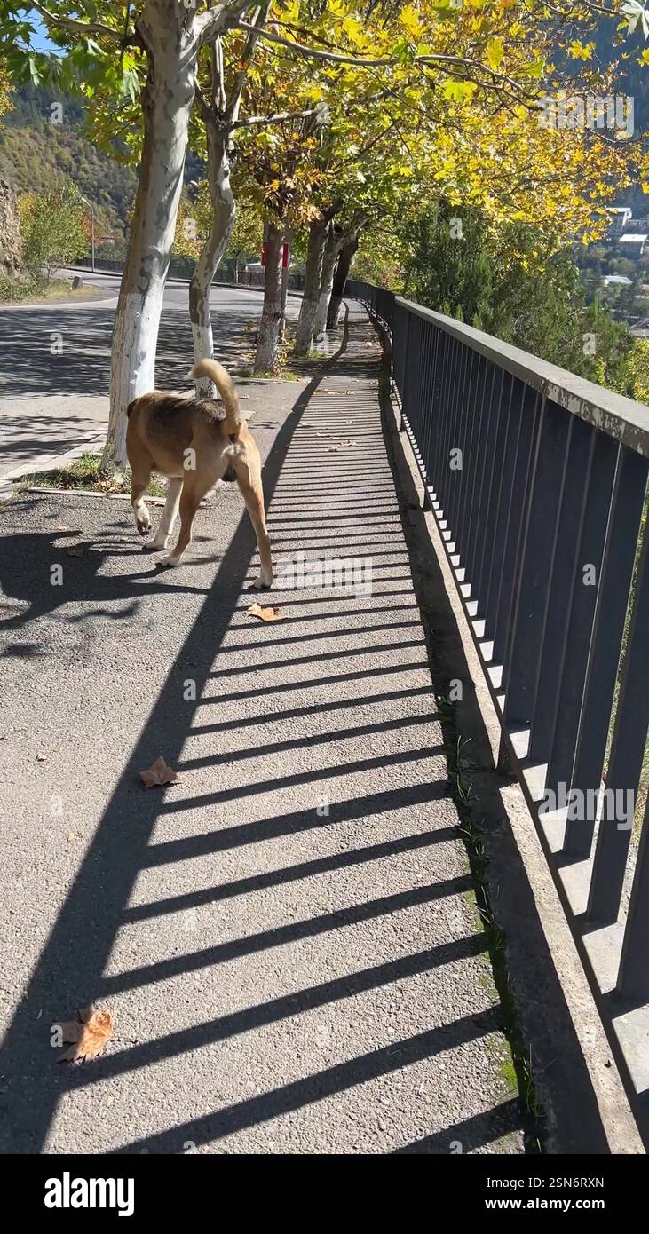 Dog with an collar walks along asphalt embankment, sniffing grass Stock ...
