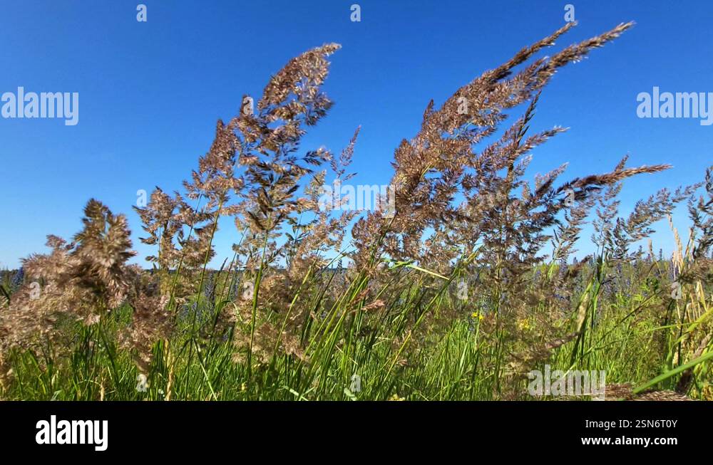 View of an agricultural field, the grasses are swaying in the wind ...