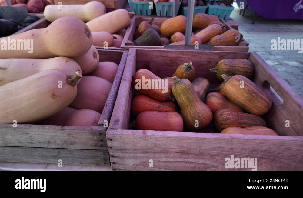 Butternut Squash and Other Winter Squash Varieties Stock Video Footage ...