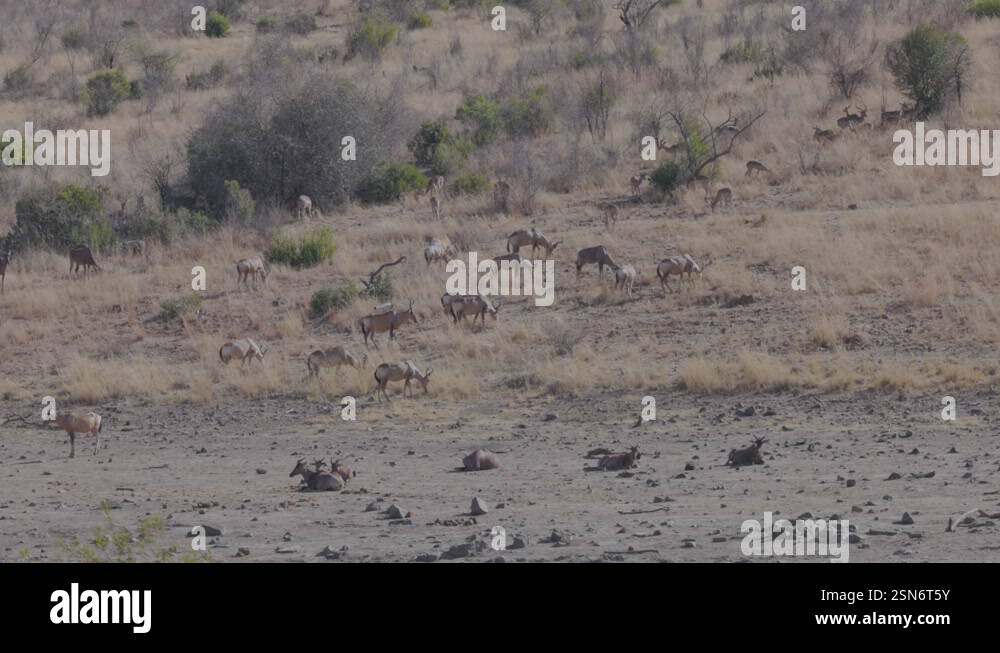 Antelope species Stock Videos & Footage - HD and 4K Video Clips - Alamy