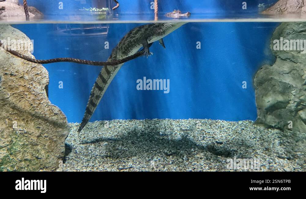 Spectacled caiman or Caiman crocodilus in a water tank in aquarium ...