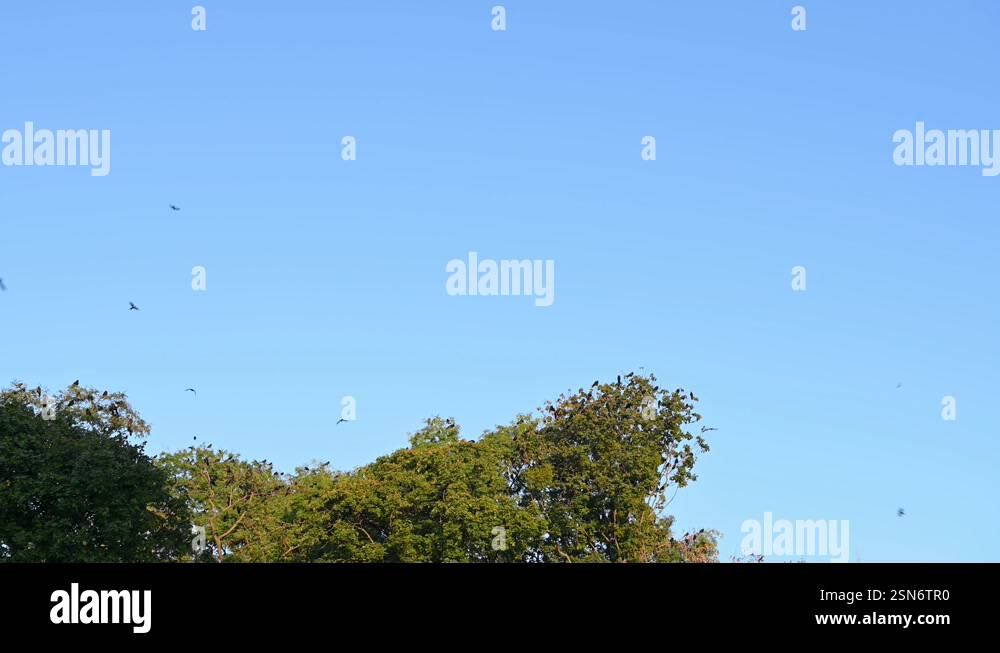 Crows fly over the treetops. Crows Flock. Black birds in the sky fly ...