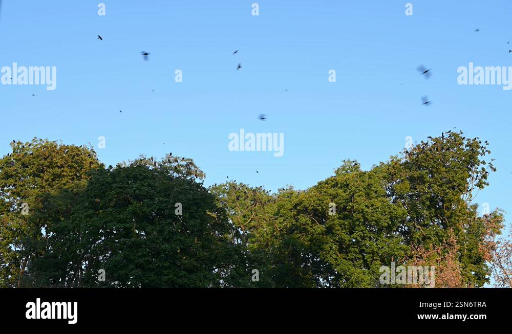 Crows fly over the treetops. Crows Flock. Black birds in the sky fly ...