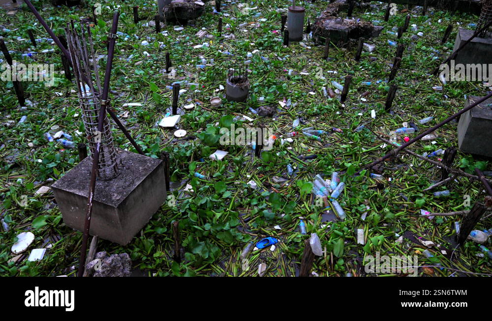 Water plants and garbage floating in Chao Phraya river near Wat Pho ...