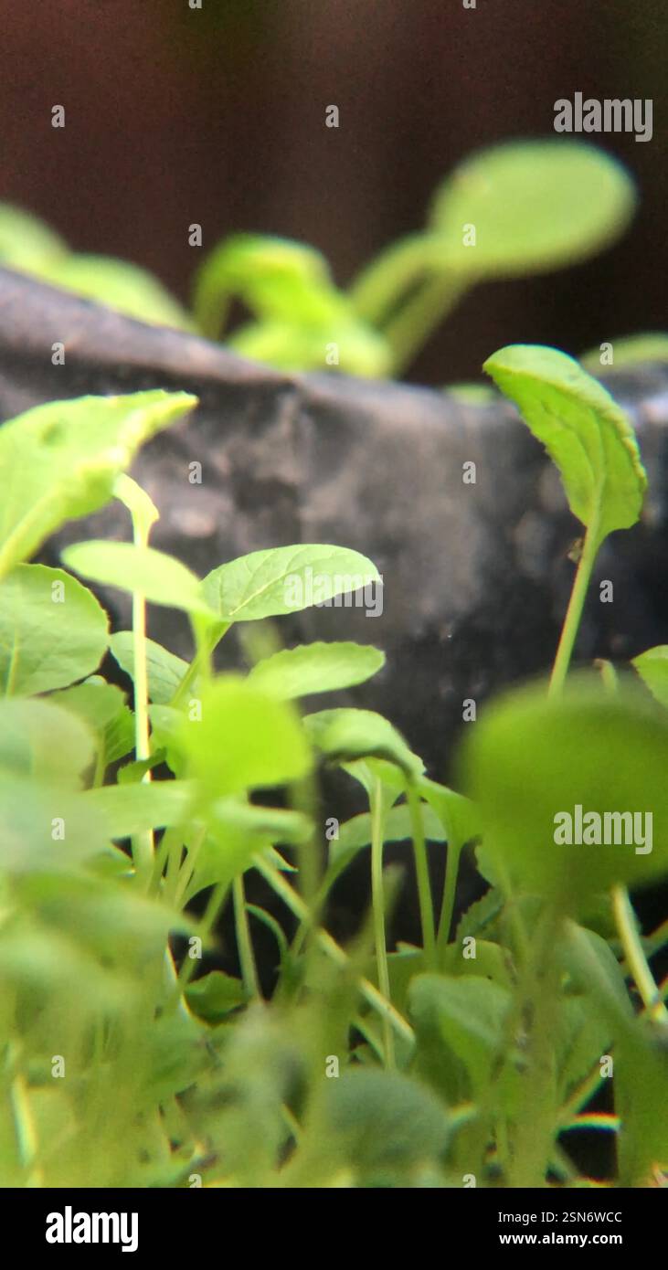 Shoots of lush green plants growing in clusters Stock Video Footage - Alamy