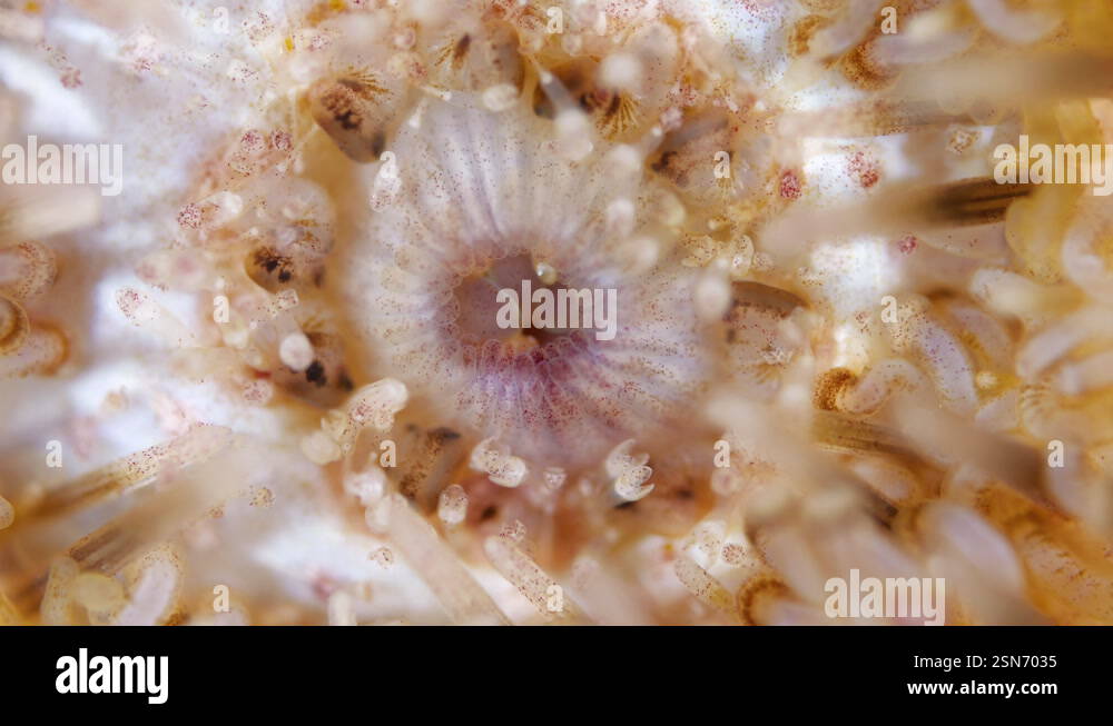 Oral side sea urchin strongylocentrotus pallidus under microscope ...