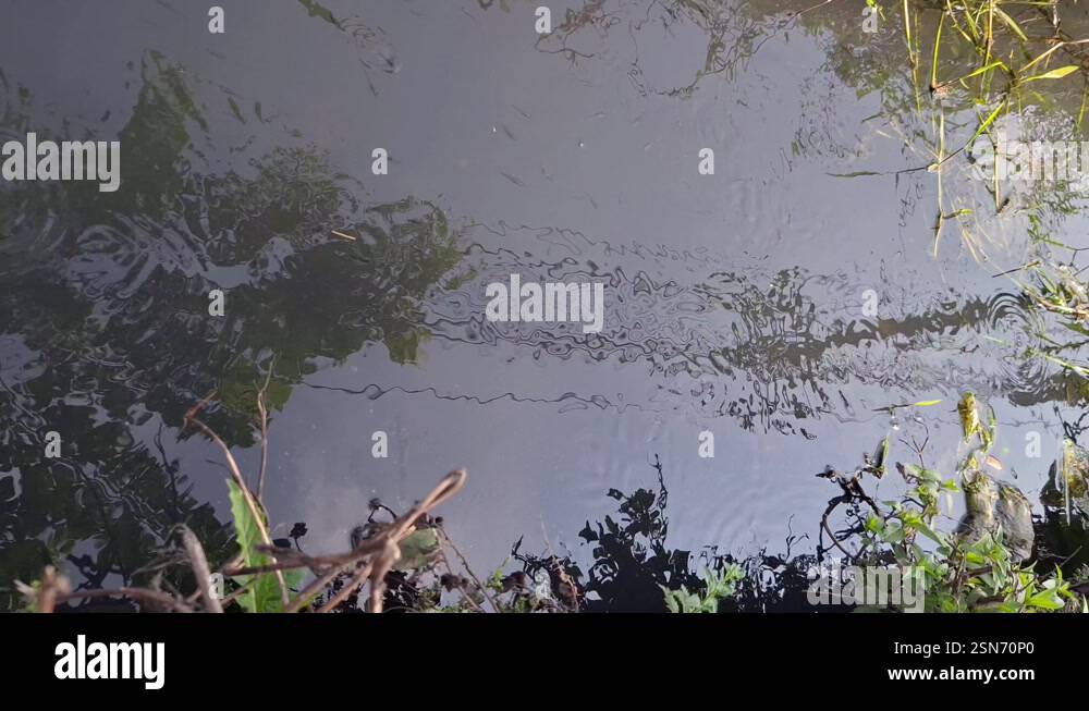 Fish gutter Stock Videos & Footage - HD and 4K Video Clips - Alamy