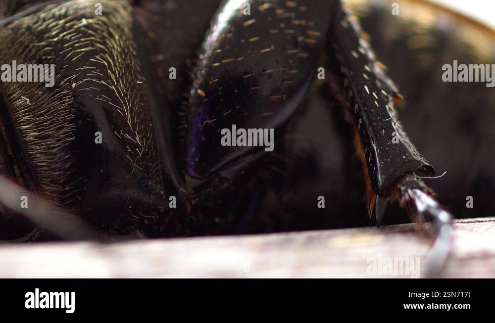 Spiny legs Stock Videos & Footage - HD and 4K Video Clips - Alamy