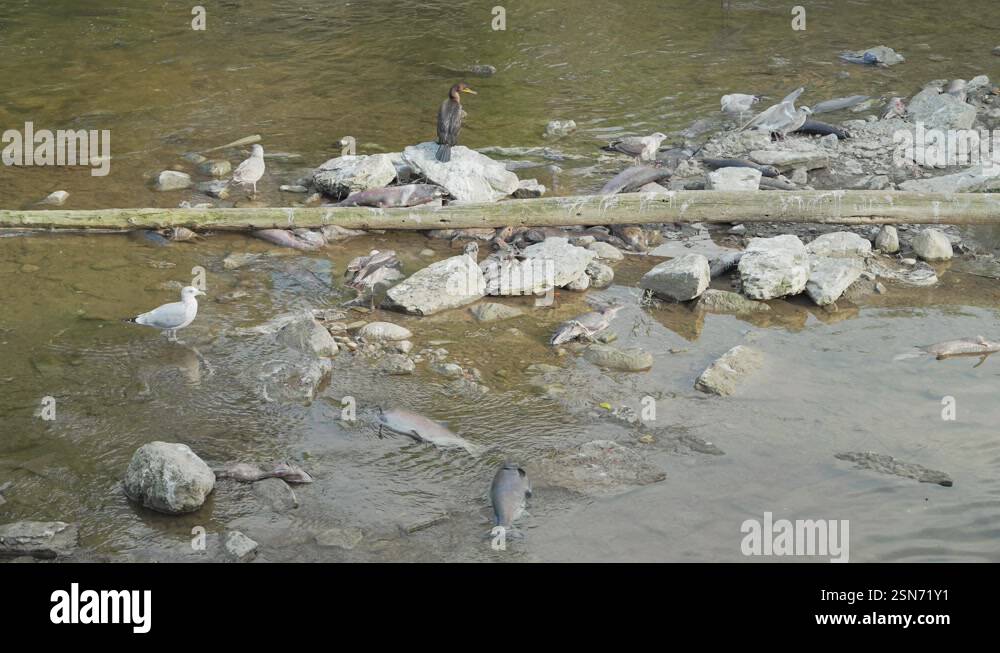 Birds gather on a riverbank during salmon run, scavenging among dead ...