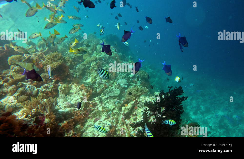 Triggerfish swimming on coral Stock Videos & Footage - HD and 4K Video ...