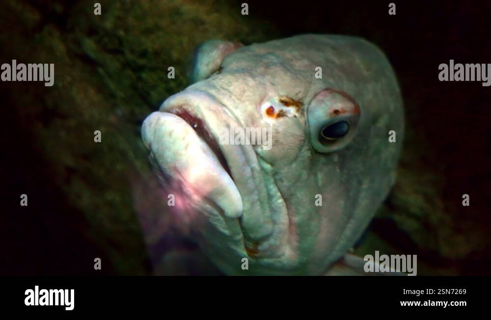 Weird fish blobfish big lips aquatic life aquarium up-close water ...