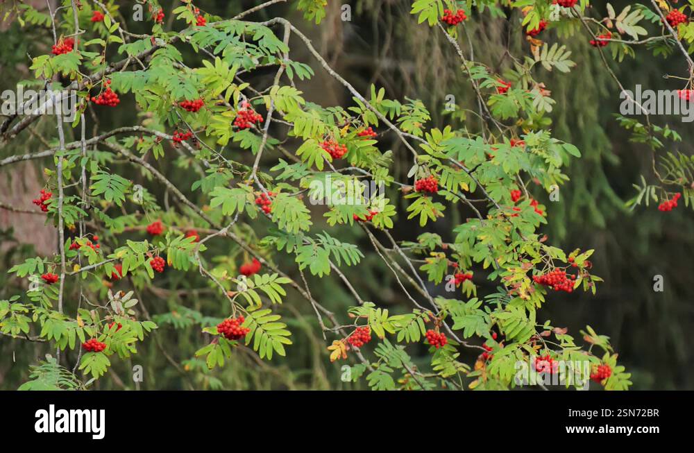 Rowan branches quickly shift from blur to focus in still forest scene ...