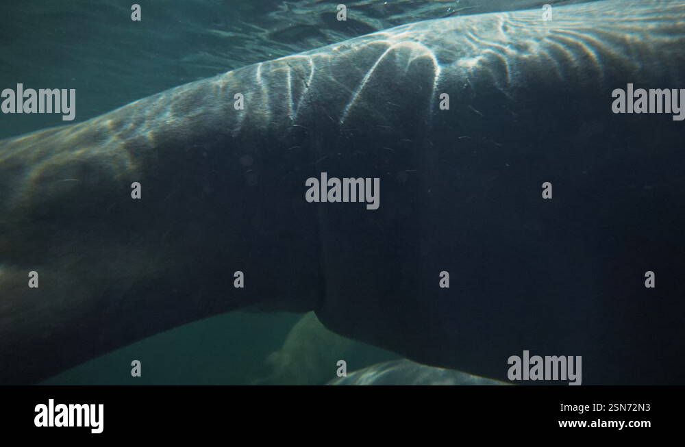 Manatee closeup body with hair swimming in green water in natural ...