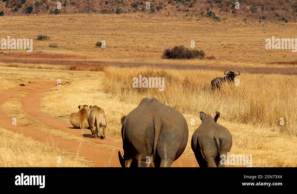 Hunting Lions use Rhinos as a distraction while stalking Wildebeest ...