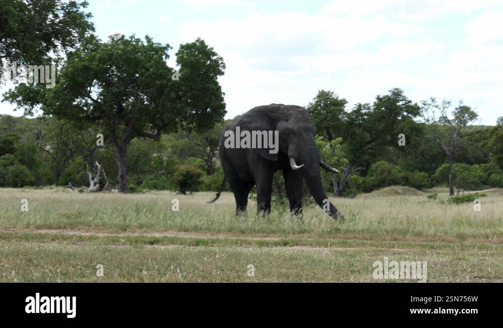 Gentle African Elephant bull flaps ears and feeds on grass in savannah ...
