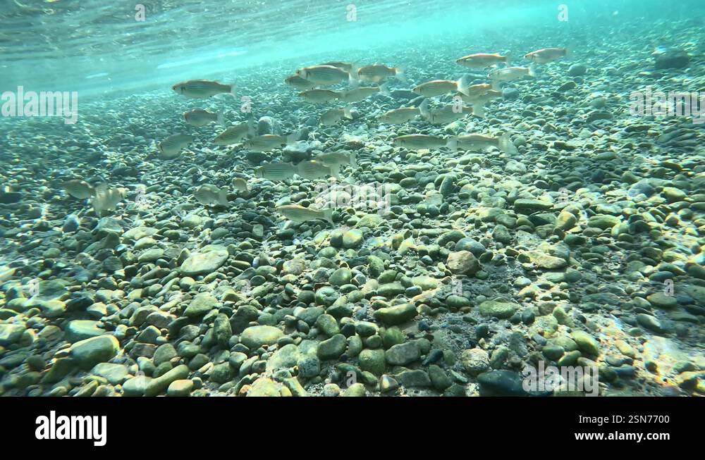 Shoaling Sea Fish Swimming in Shallow Water - Underwater View Stock ...