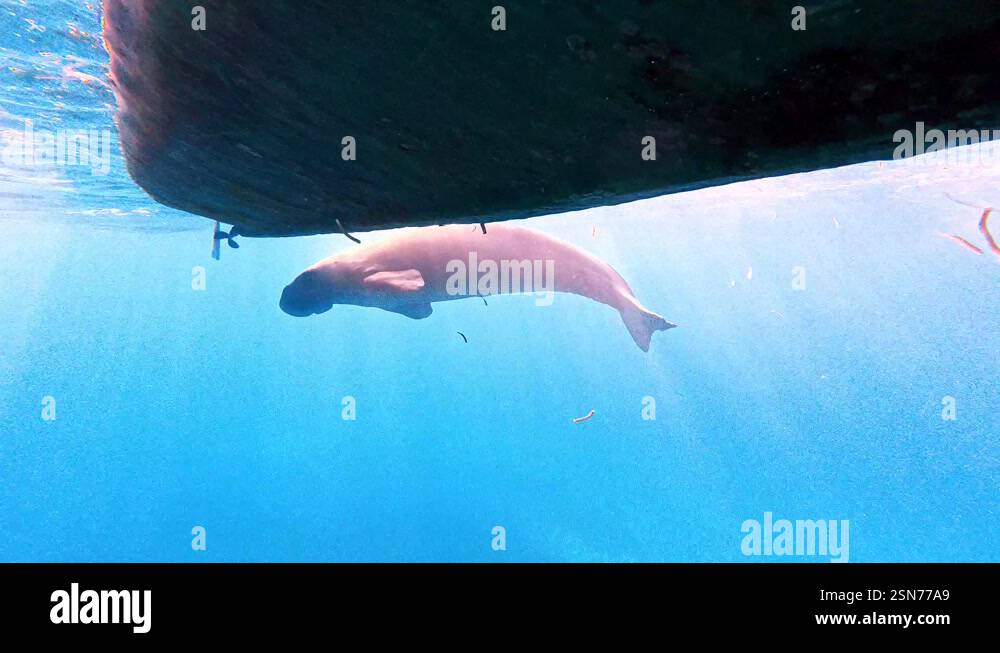 A dugong dugong Stock Videos & Footage - HD and 4K Video Clips - Alamy