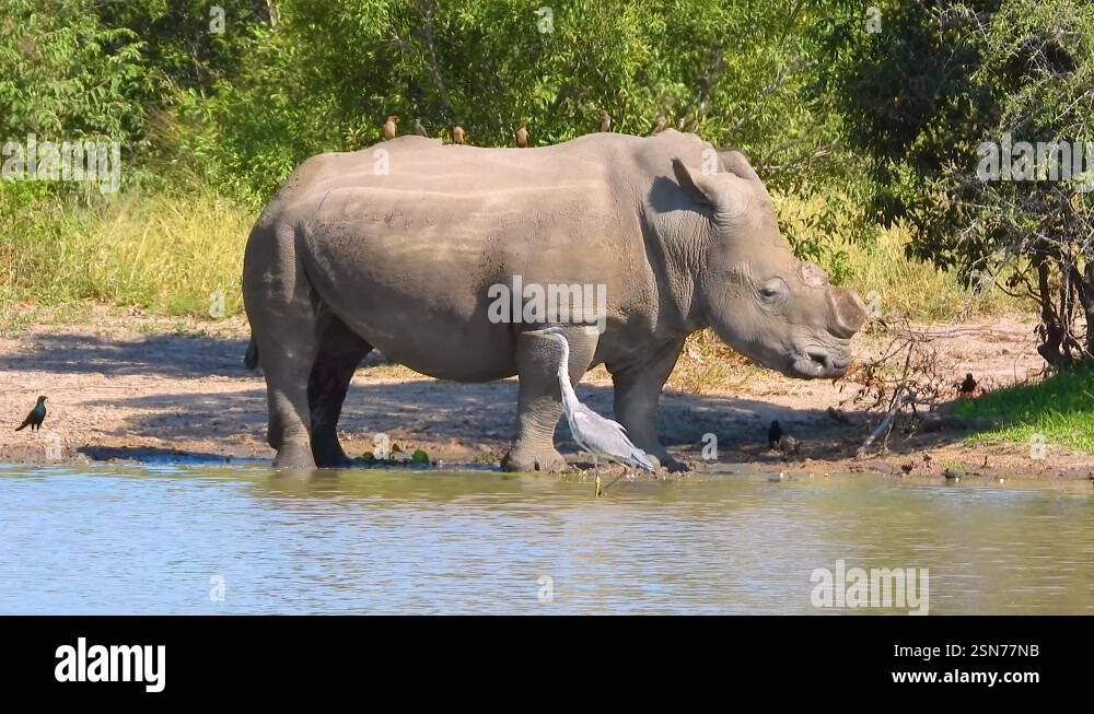 Rhino water Stock Videos & Footage - HD and 4K Video Clips - Alamy