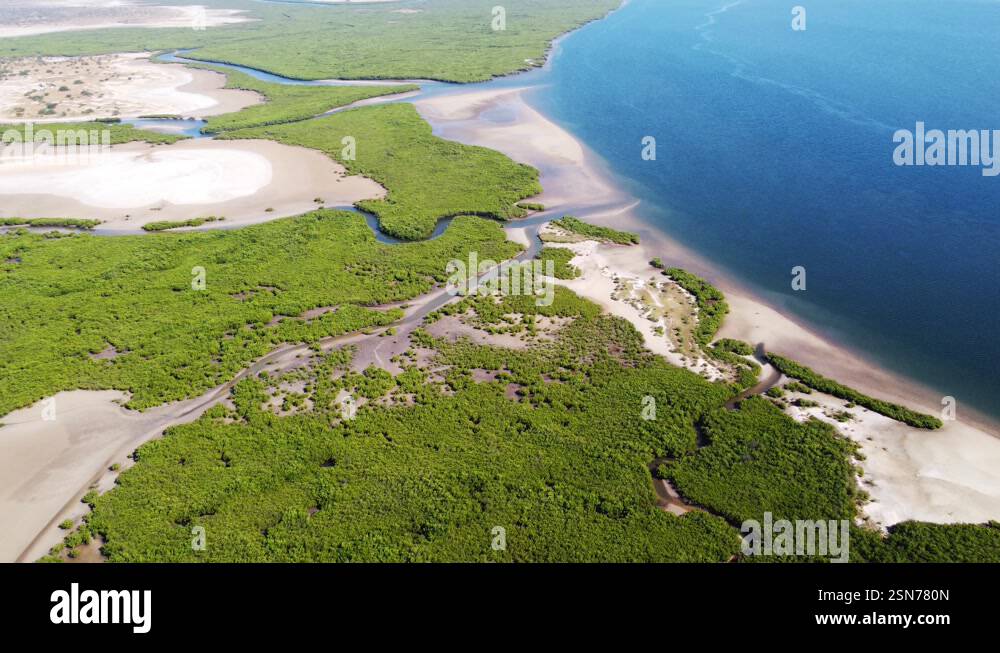 Estuaries flowing into Senegalese mangrove salt marshes. Drone Stock ...