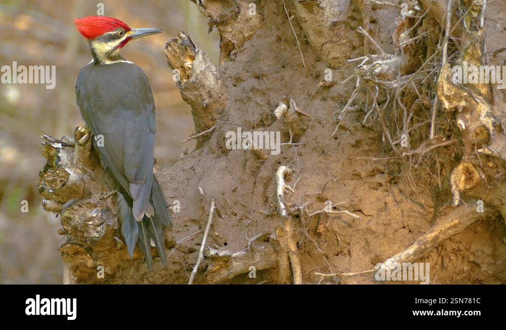 Male pileated woodpecker dryocopus Stock Videos & Footage - HD and 4K ...