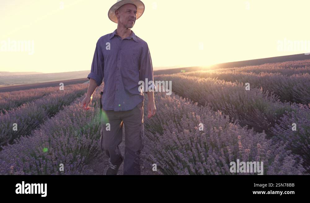 Lavender Essential Oil Production. Farmer in the field. Industrial ...