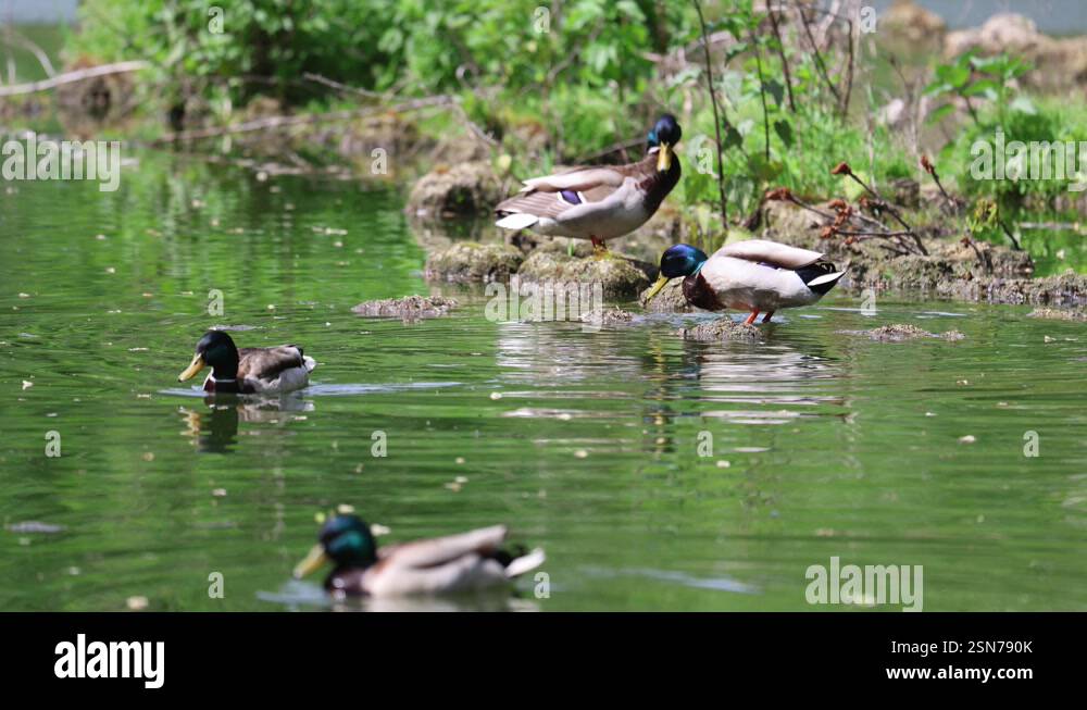 Ducks sleep, clean their feathers, eat algae. Ducks are beautifully ...