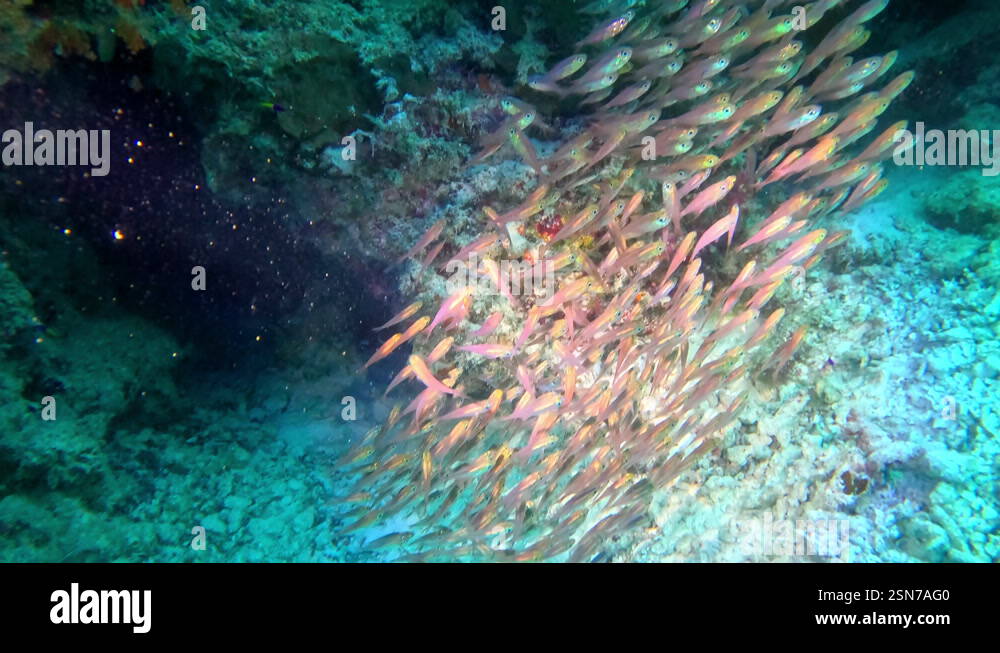Golden sweeper fish Stock Videos & Footage - HD and 4K Video Clips - Alamy
