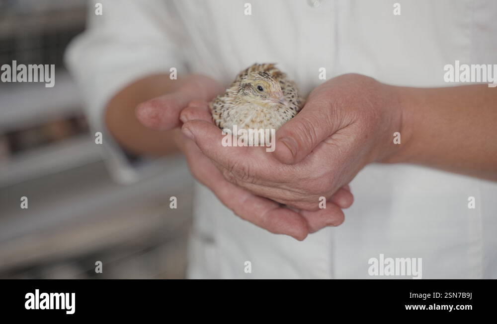 A cute little quail bird in the hands of a careful poultry farmer ...