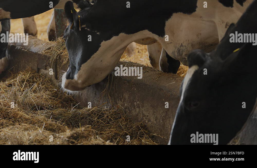 Feeding farm animals livestock with the hay grass fodder at the ...