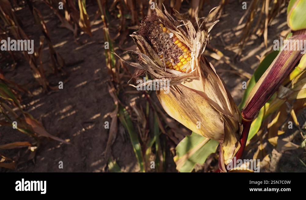 Close-up dry damaged corn cob with missing yellow seeds on a cornfield ...