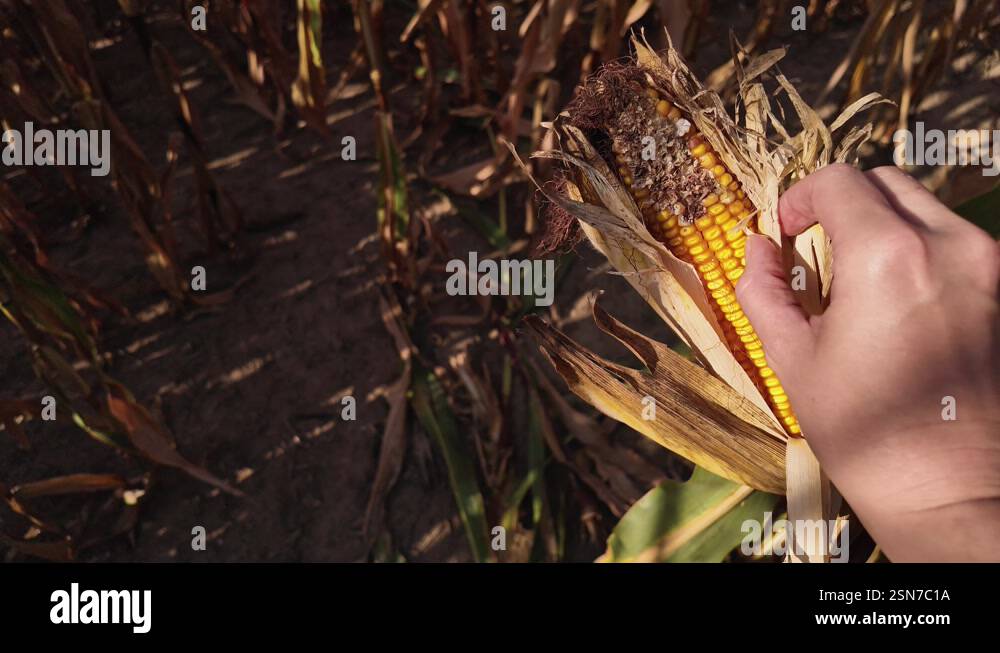 Close-up female hand showing a dry damaged corn cob with missing yellow ...