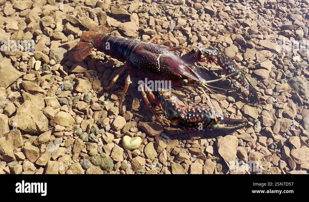 Close-up of a Louisiana crayfish showcases its red coloration and sharp ...