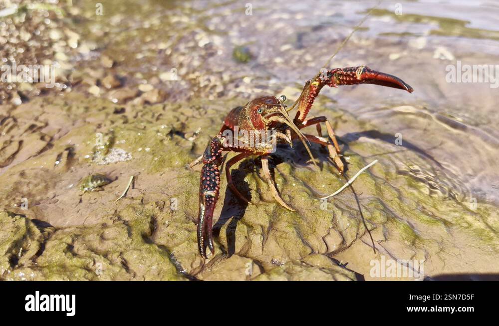Invasive crayfish Stock Videos & Footage - HD and 4K Video Clips - Alamy