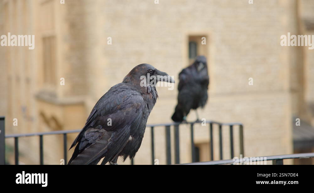 London tower ravens Stock Videos & Footage - HD and 4K Video Clips - Alamy