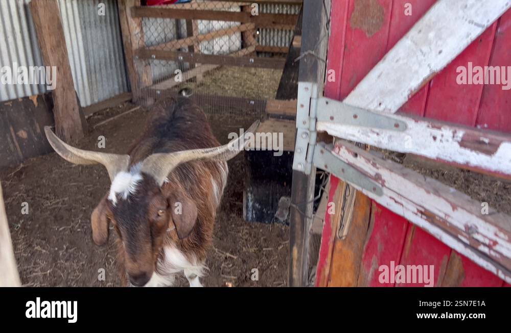 Goat goats farm livestock animal barnyard country rural Stock Videos ...