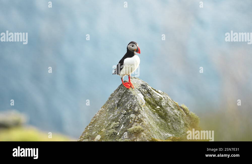 Puffins are any of three species of small alcids (auks) in the bird ...