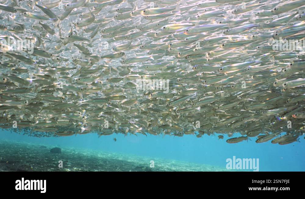 Continuous stream school of Silverside fish swim continuous stream in ...