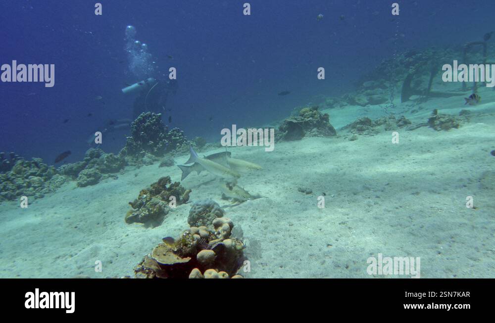 Bluespot mullet Stock Videos & Footage - HD and 4K Video Clips - Alamy