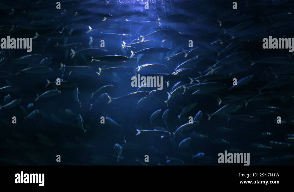 Explore the diverse fish species at Oceanografic's marine gallery ...