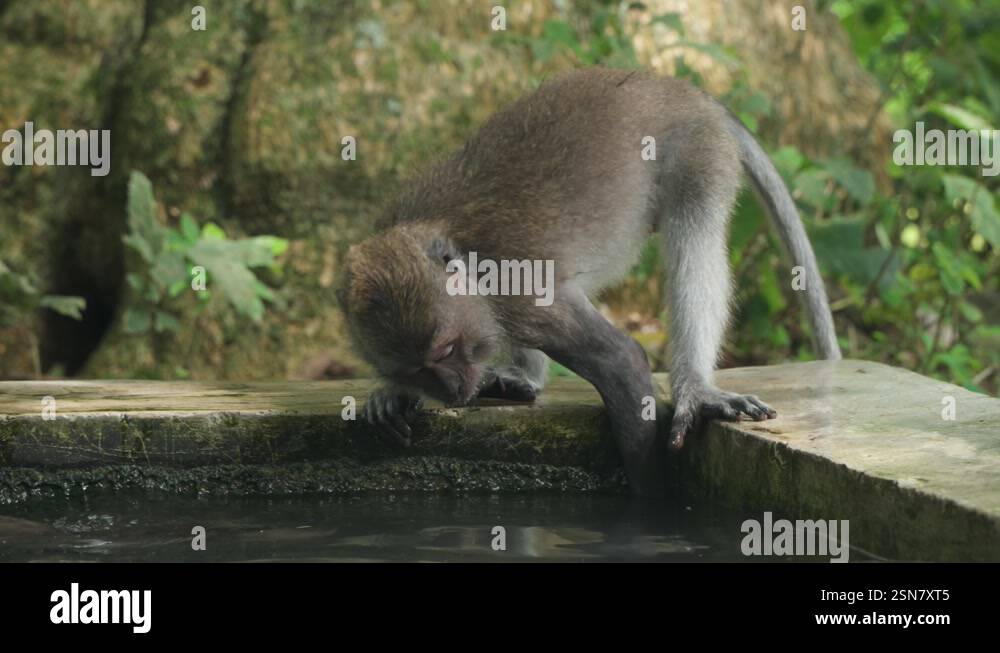 Monkey drinks from the water pool in Ubud Monkey Forest, Bali, as green ...