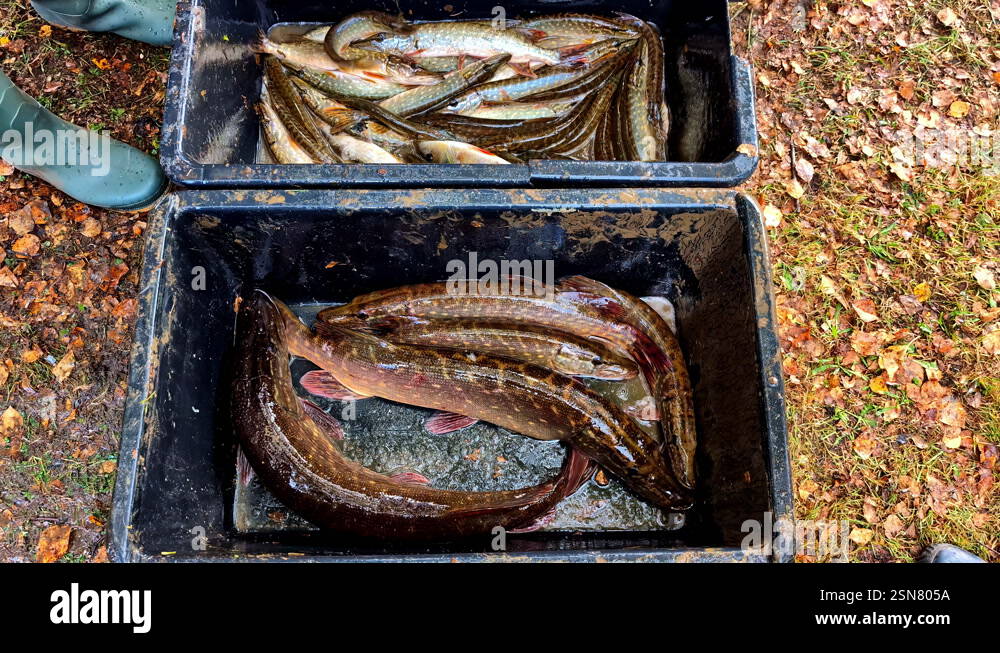 Freshly caught fish lying in black crates outdoors on a rainy autumn ...
